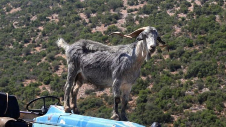 γίδια-gidia - Alldaynews.gr